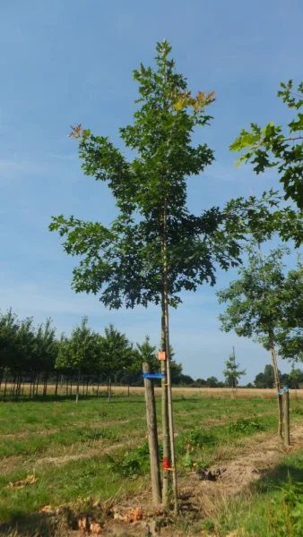 Quercus coccinea | Chêne écarlate, Chêne cocciné - Van den Berk Pépinières