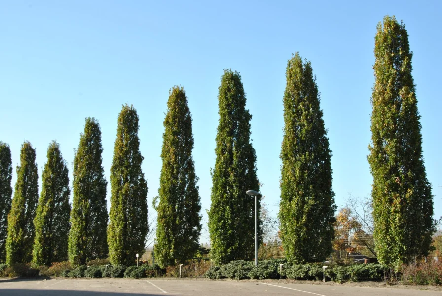 Quercus robur 'Fastigiate Koster' | Chêne pyramidal - Van den Berk ...