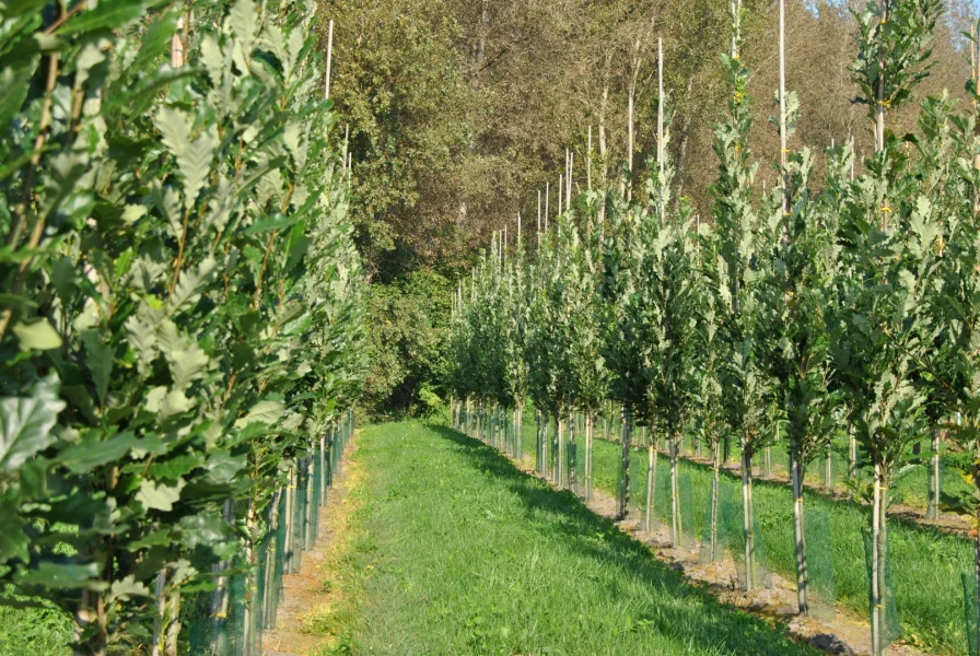 Quercus ×warei KINDRED SPIRIT ('Nadler') | Quercus ×warei KINDRED ...