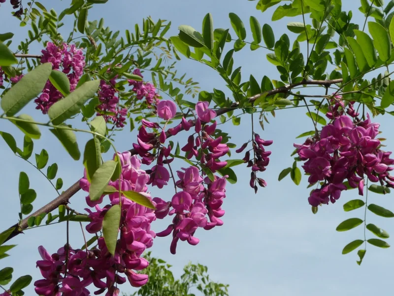 Robinia ×margaretta CASQUE ROUGE ('Pink Cascade') | Robinia ×margaretta ...