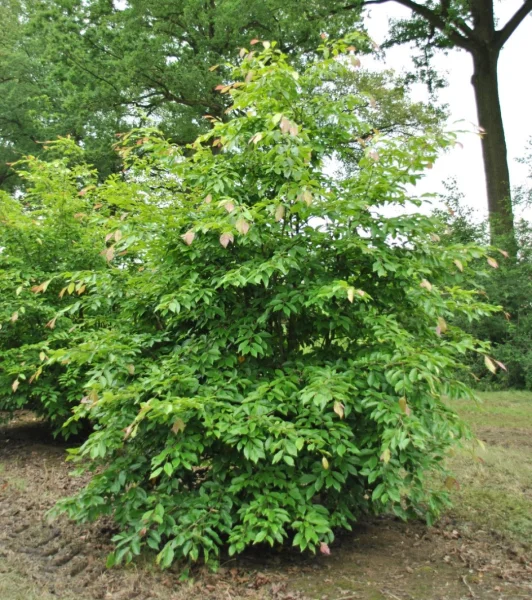 Sycopsis sinensis | Sycopsis sinensis - Van den Berk Pépinières