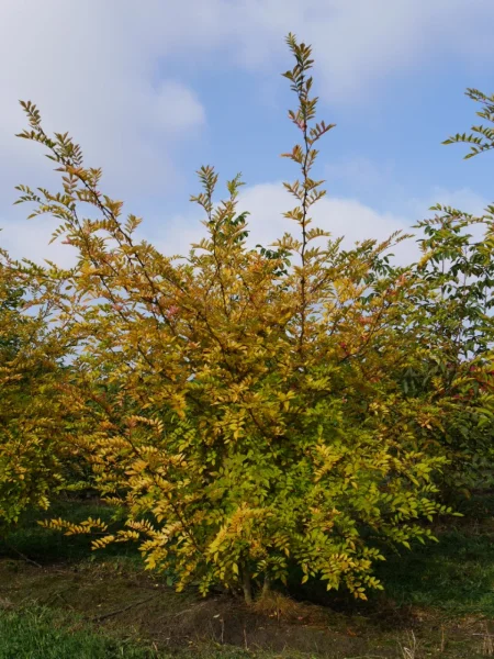 Zanthoxylum simulans | Poivrier du Sichuan, Clavalier - Van den Berk ...