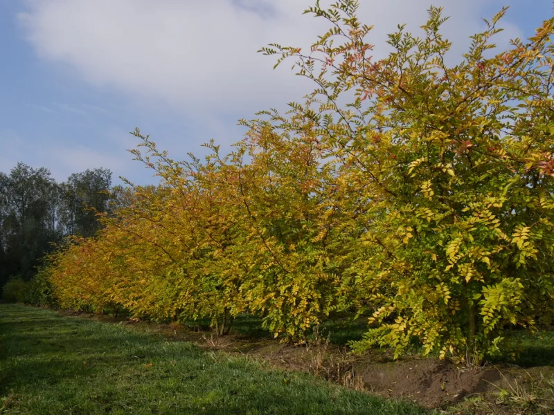 Zanthoxylum simulans | Poivrier du Sichuan, Clavalier - Van den Berk ...