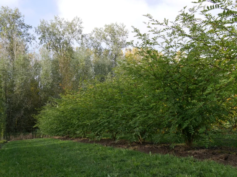 Zanthoxylum simulans | Poivrier du Sichuan, Clavalier - Van den Berk ...
