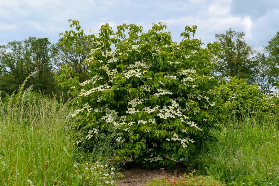Cornus kousa | Cornouiller Kousa - Van den Berk Pépinières