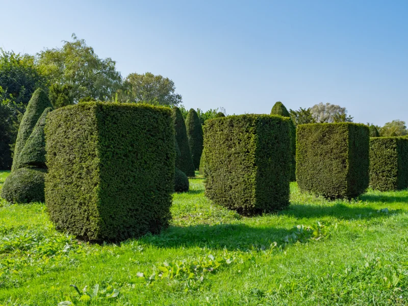 Taxus baccata | If commun - Van den Berk Pépinières