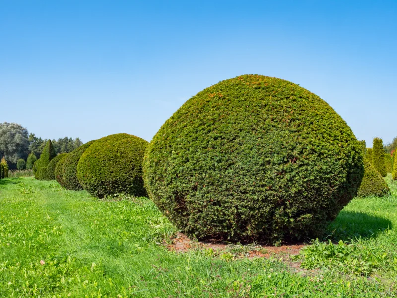 Taxus baccata | If commun - Van den Berk Pépinières