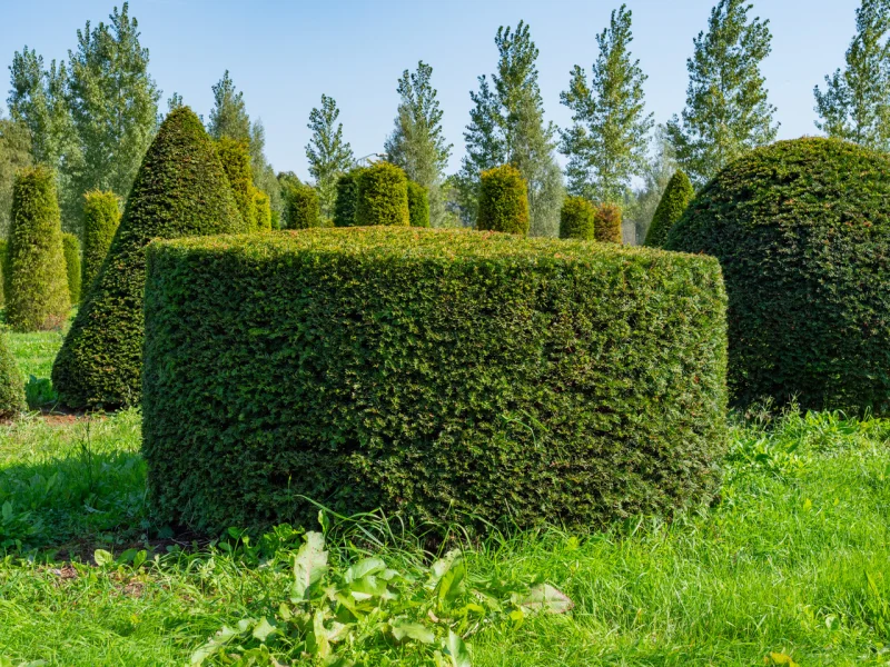 Taxus baccata | If commun - Van den Berk Pépinières