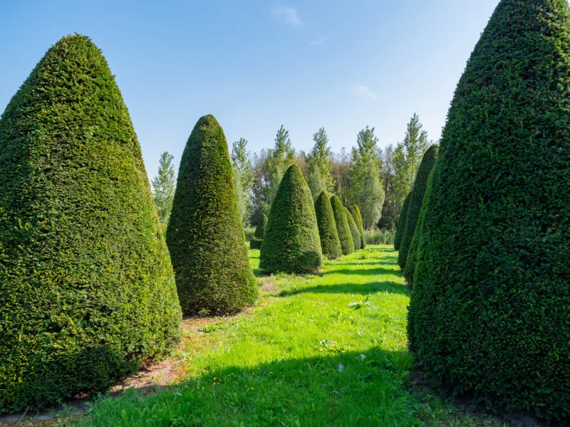 Taxus baccata | If commun - Van den Berk Pépinières