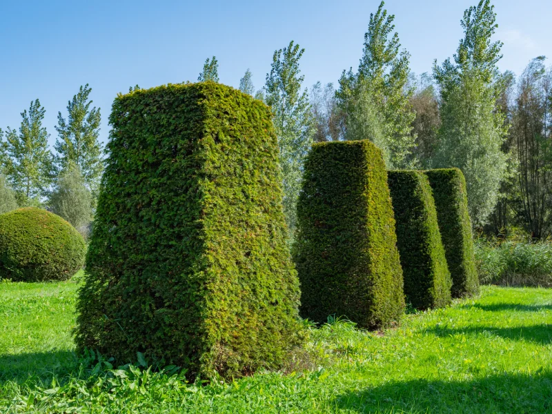 Taxus baccata | If commun - Van den Berk Pépinières
