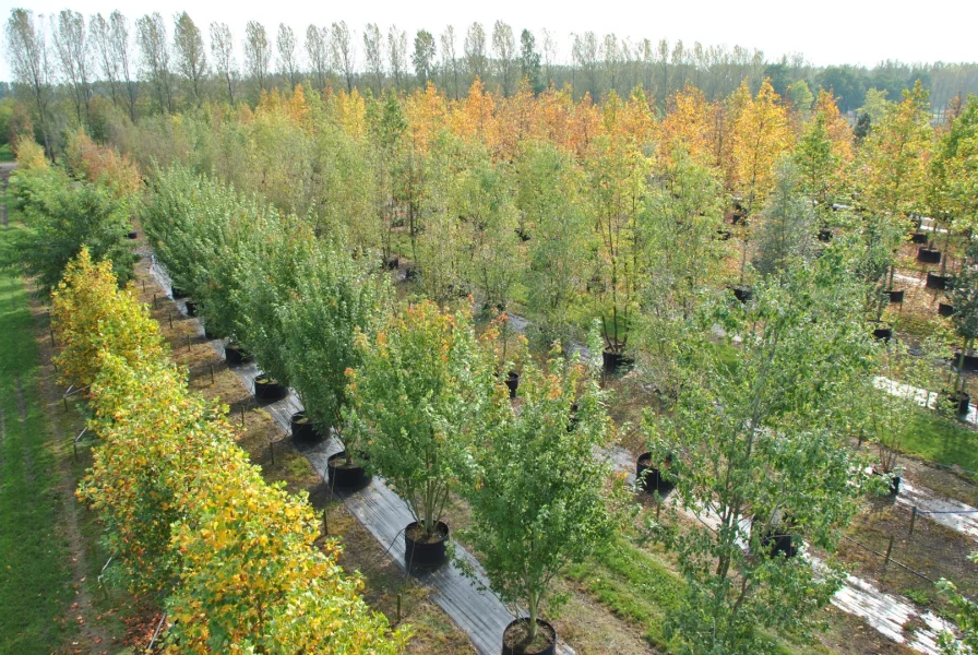 Planter des arbres l’été ? Vérifiez les différentes solutions