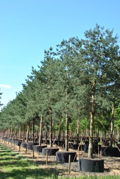 Planter des arbres l’été ? Vérifiez les différentes solutions
