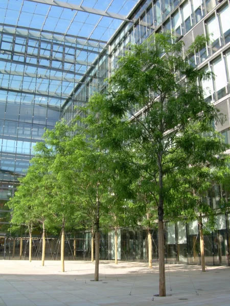 Arbres résistant à la sécheresse