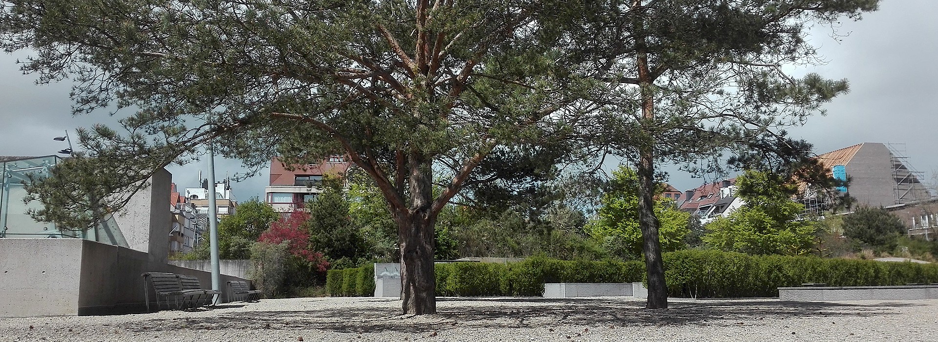 Tilia tomentosa | Tilleul argenté - Van den Berk Pépinières